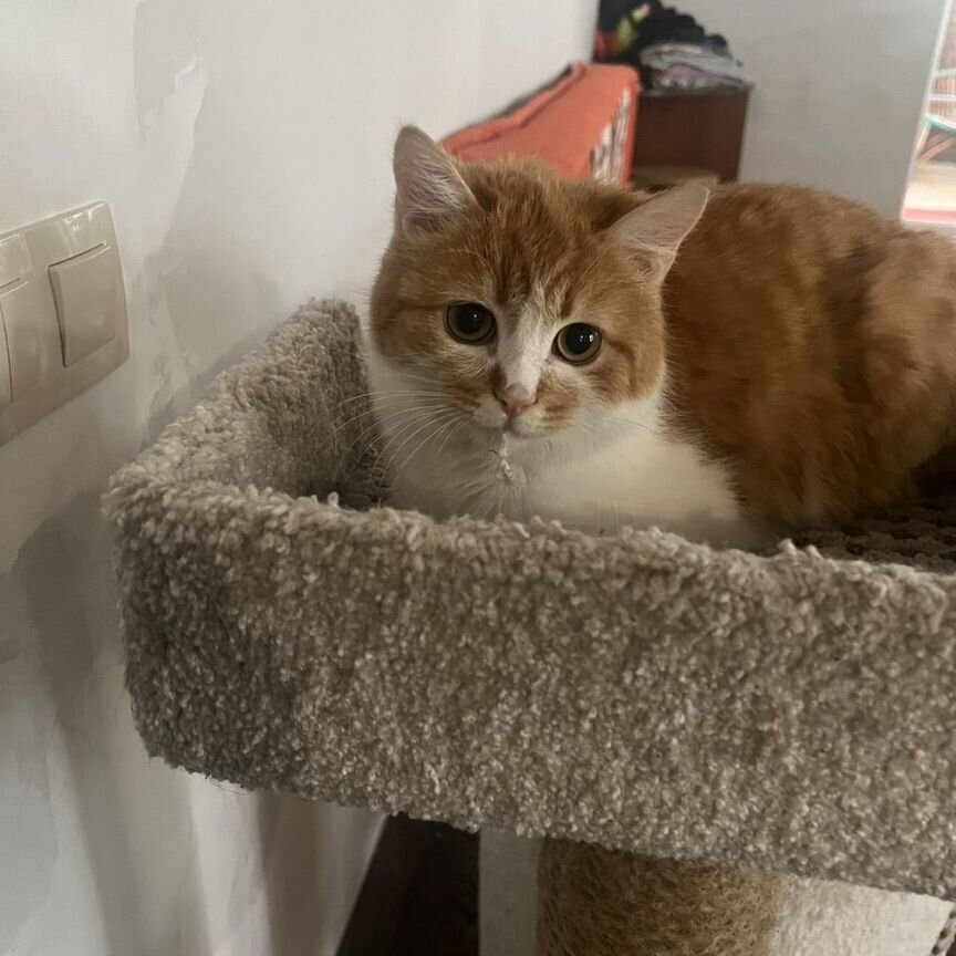Котик