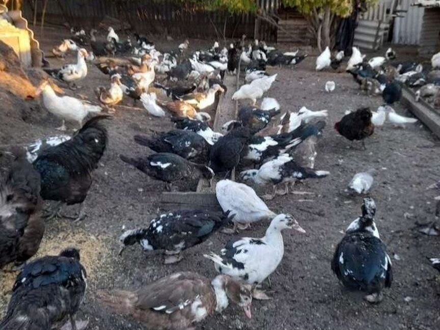 Утки мускусные,гуси,индюки