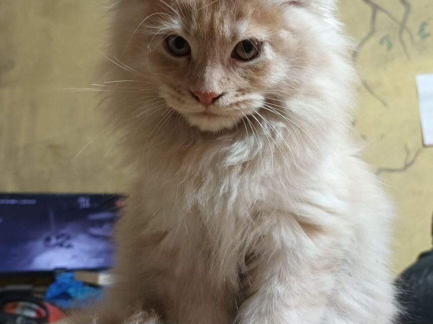 Котята мейн-кун