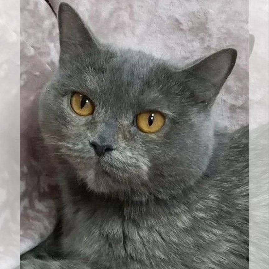 Взрослая, кошка в добрые руки