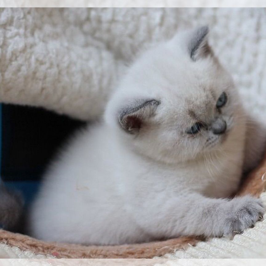 Шотландский вислоухий короткошёрстный котёнок