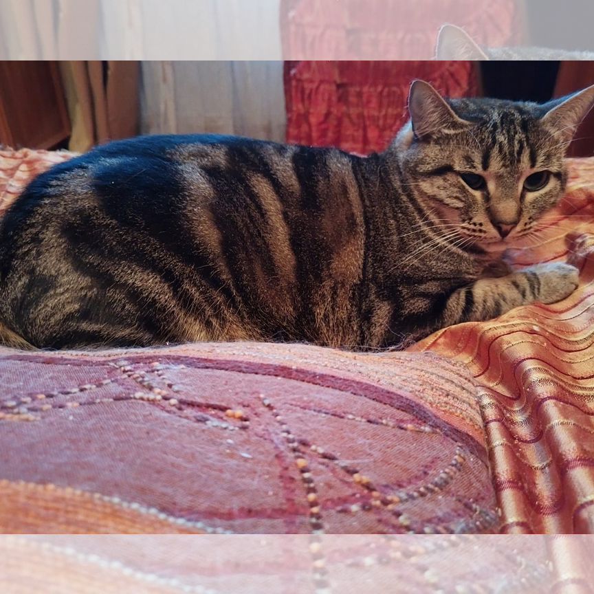 Отдам кота в добрые руки