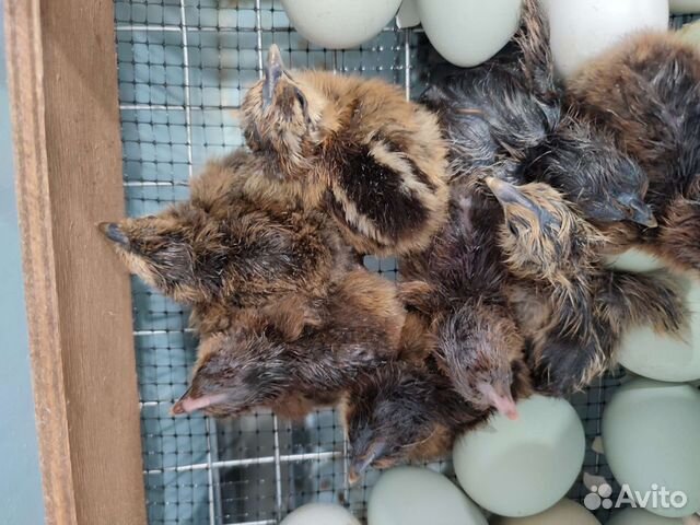 Цыплята лакеданзи и синь-синь-дянь