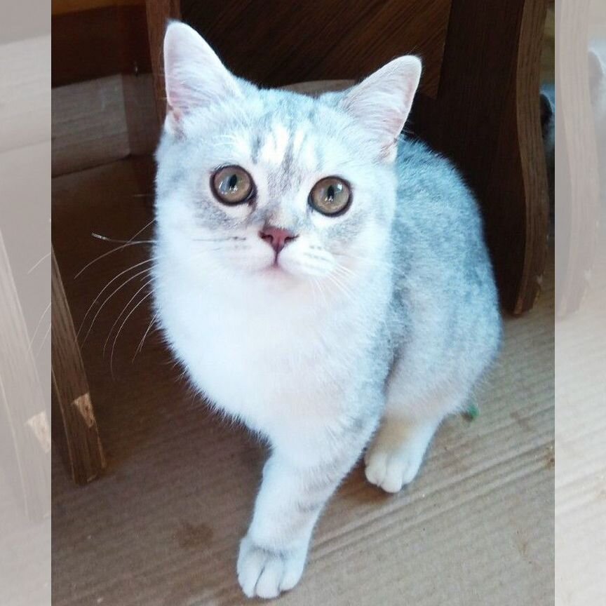 Котята шотландской породы