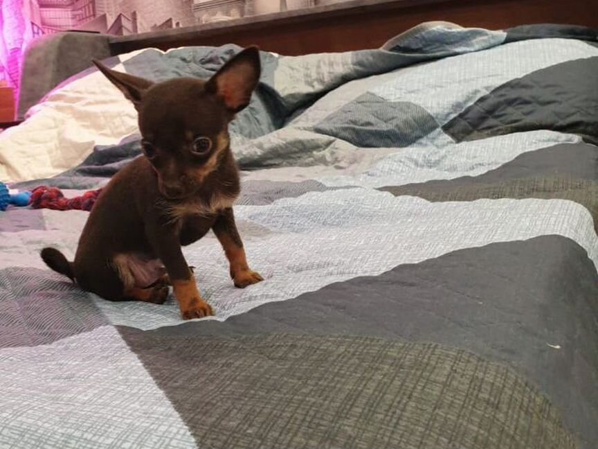 Русский той-терьер мини