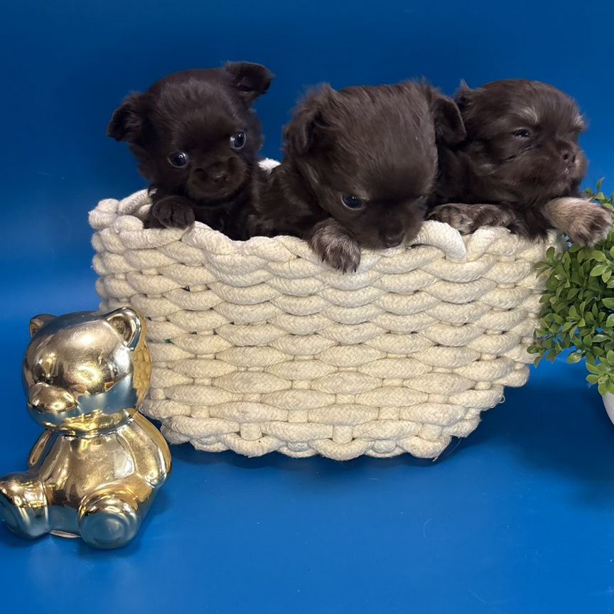 Чихуахуа, щенок