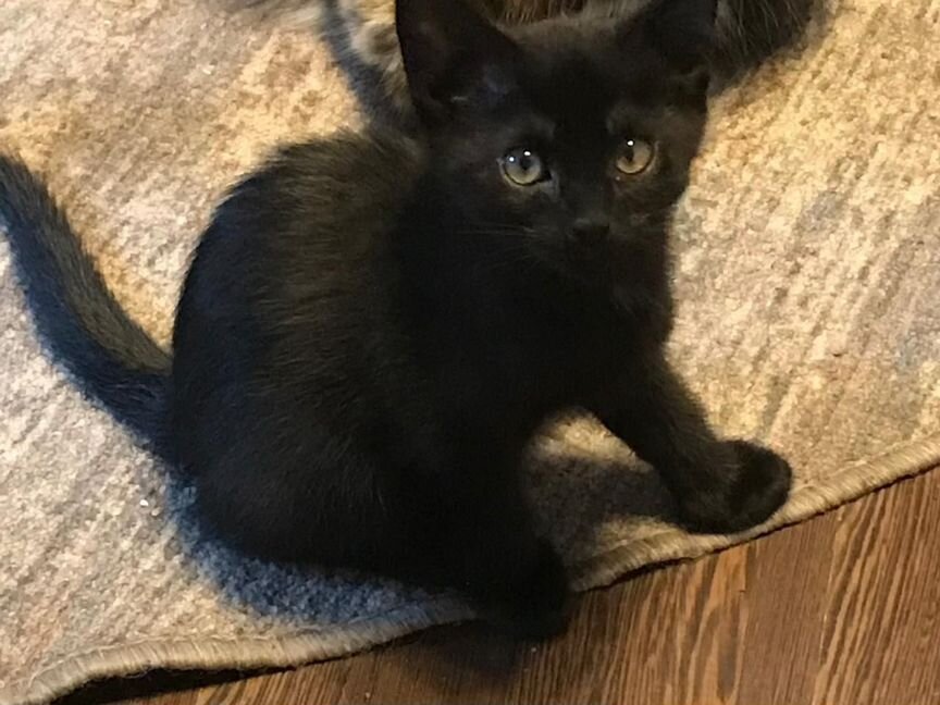 Котенок-девочка,Приучена к лотку,Привезу Сам