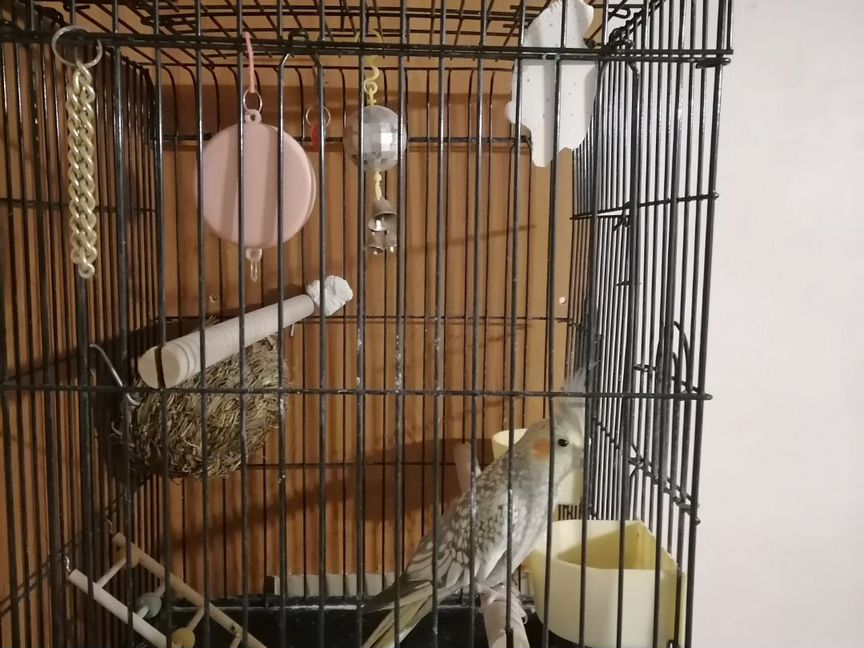 Попугай корелла с клеткой