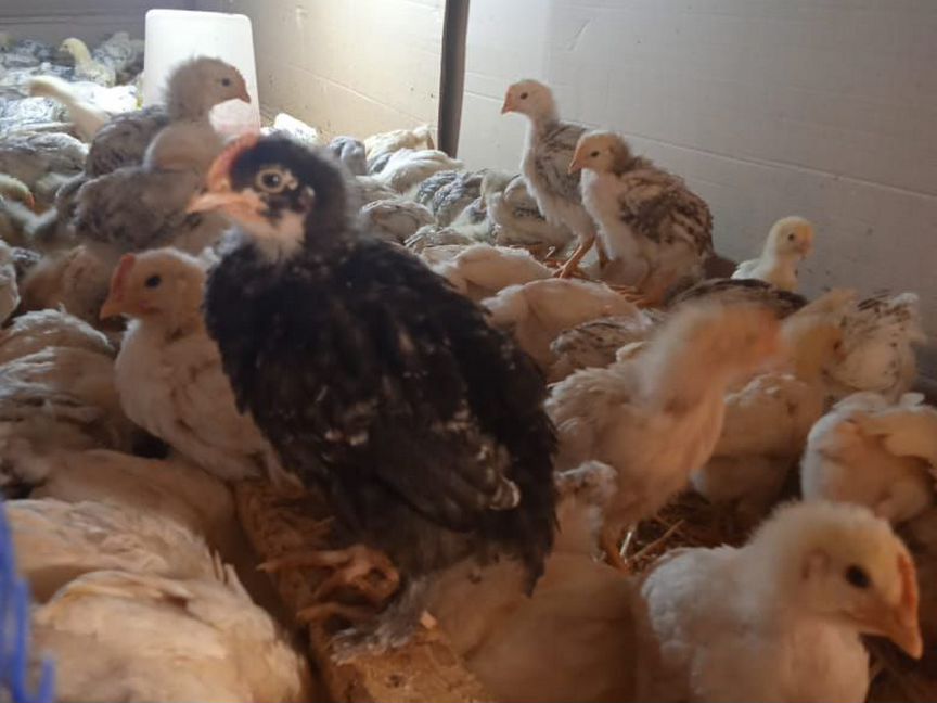 Петушки доминант