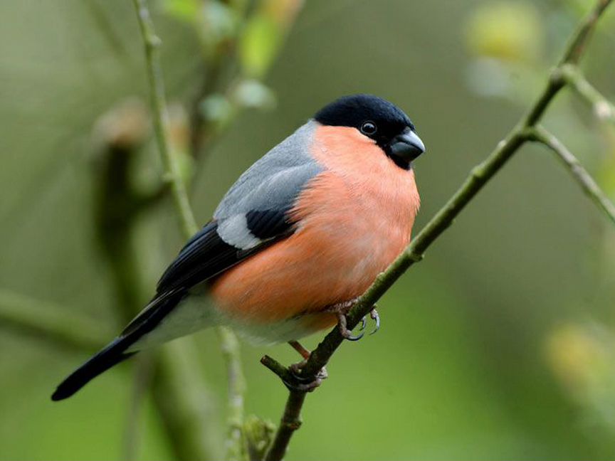 Зерносмеси для парковых и зерноядных птиц