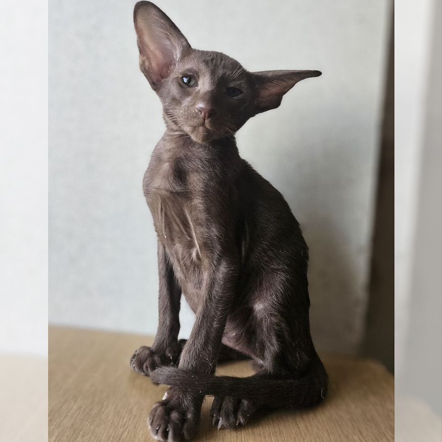 Ориентальный котёнок