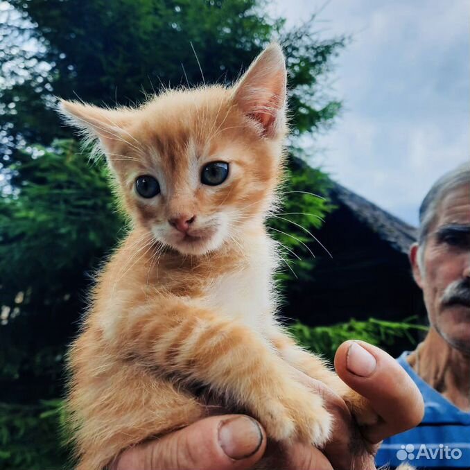 Рыжий Тигренок дедушка просит помощи пристроить