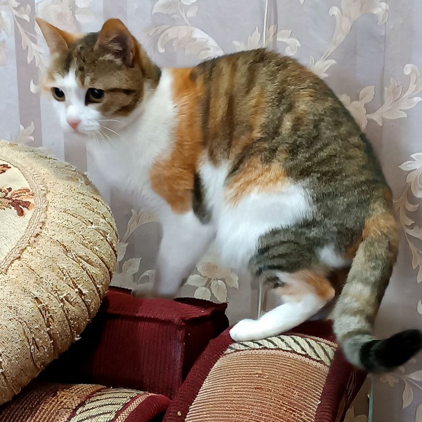 Взрослая кошка в добрые руки