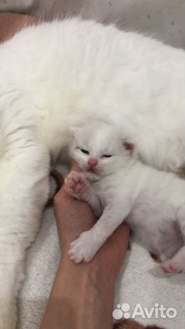 Котята породы рэгдолл