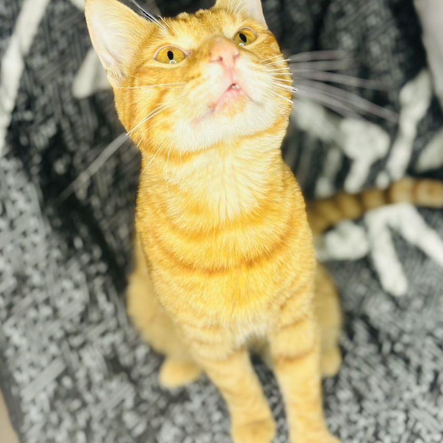 Котенок подросток