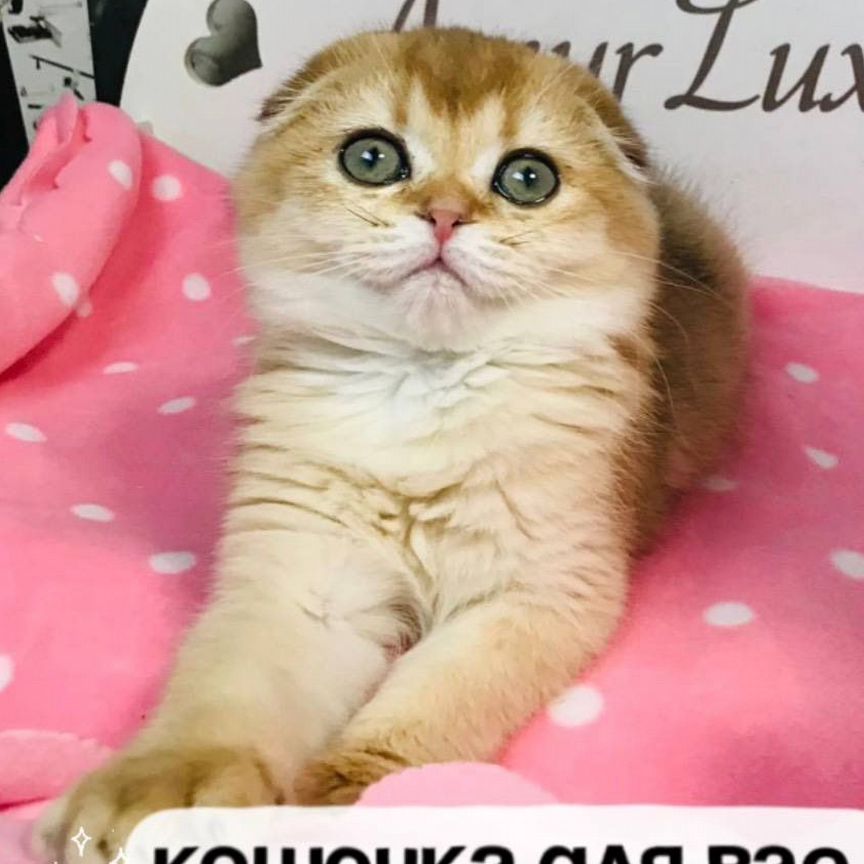 Шотландский вислоухий короткошёрстный котёнок