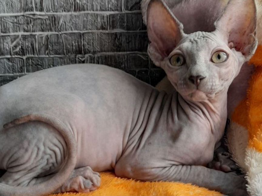 Канадский сфинкс
