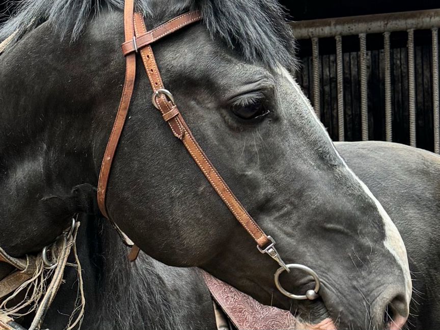 Оголовье вестерн с поводом