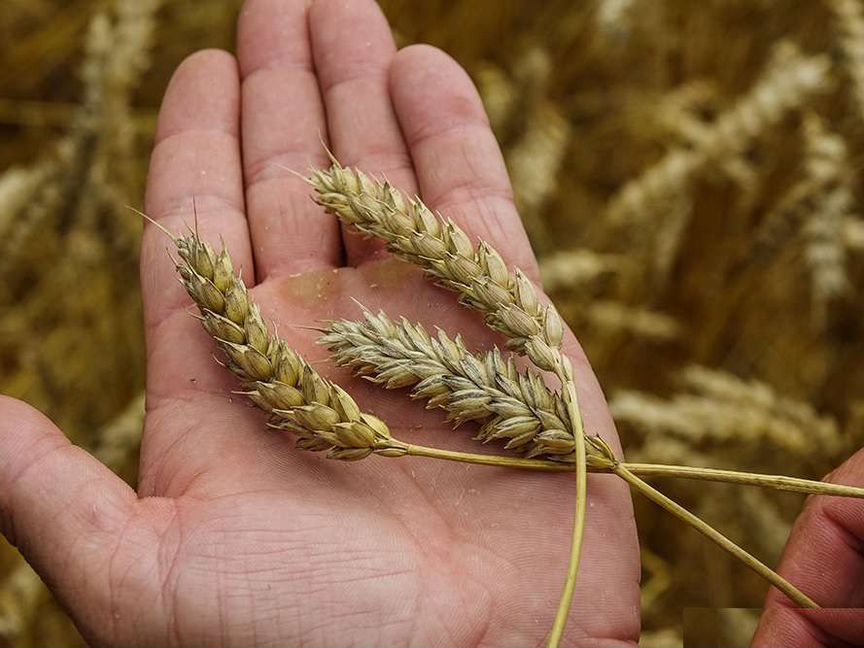 Пшеница яровая 2023