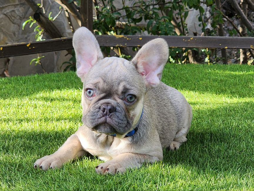 Лиловые детки