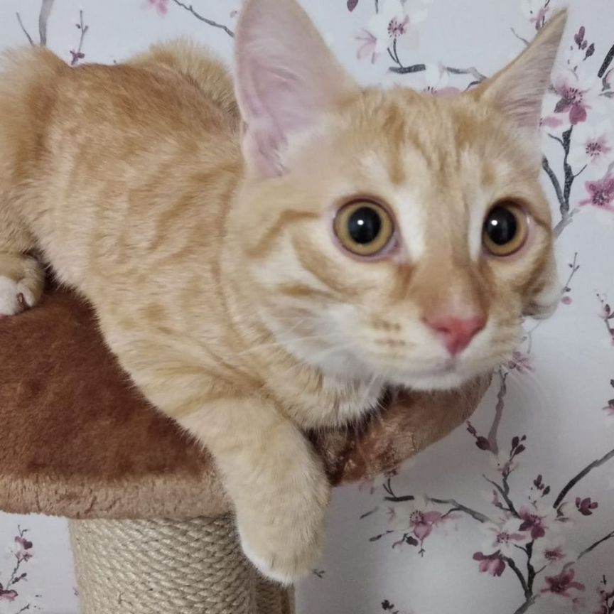 Кот в добрые руки