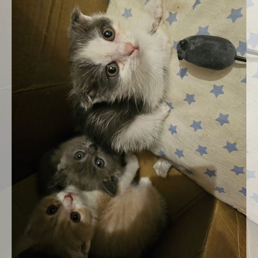 Шотландский вислоухий длинношёрстный котёнок