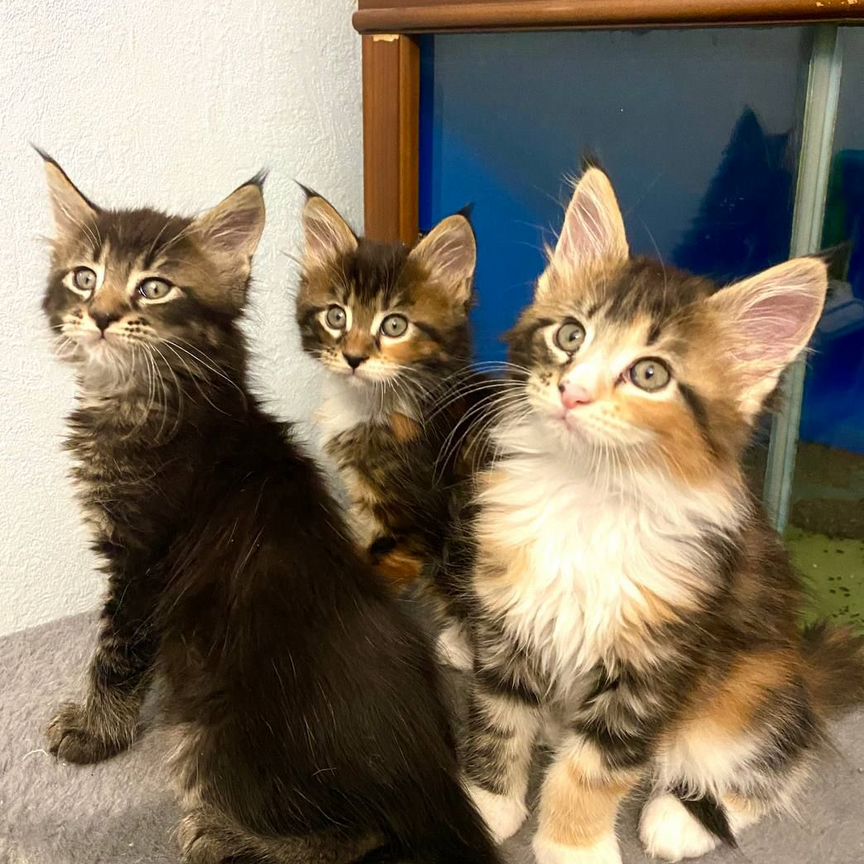 Котята Мейн-Кун из питомника. Мальчики и Девочки