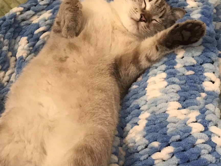 Кошки и котята