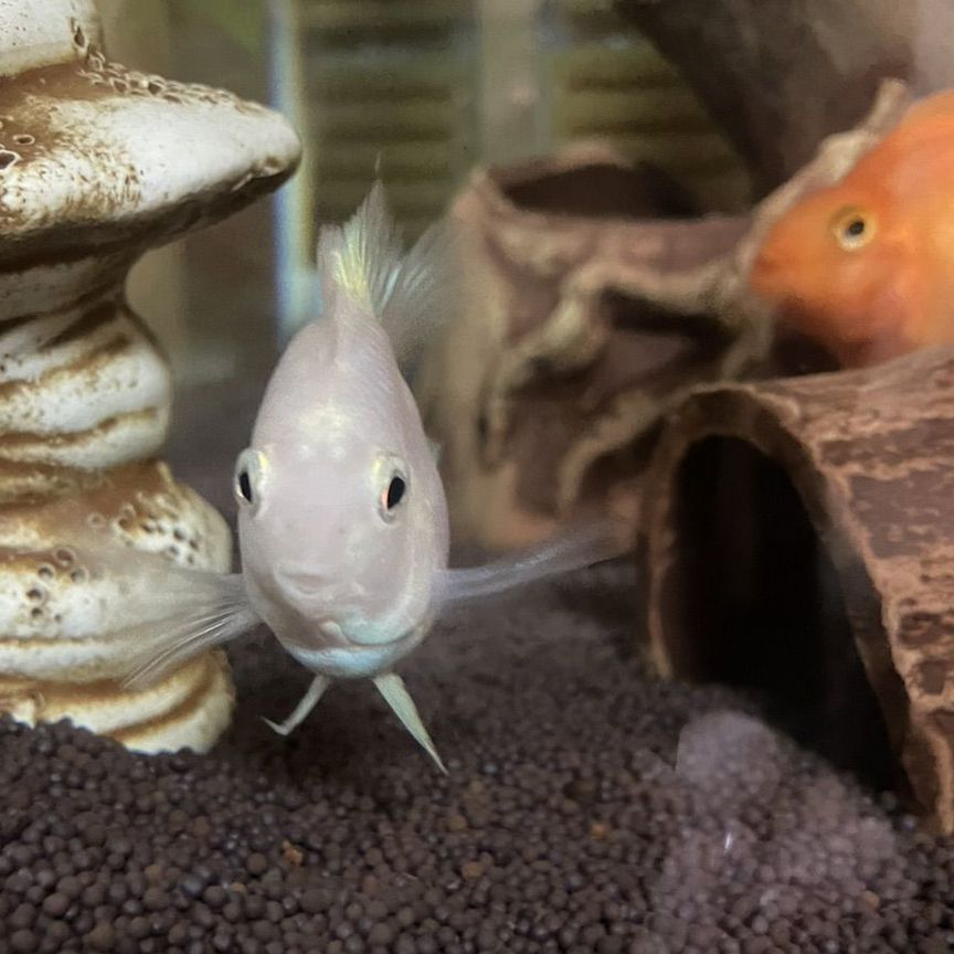 Сапфировый попугай(платина)