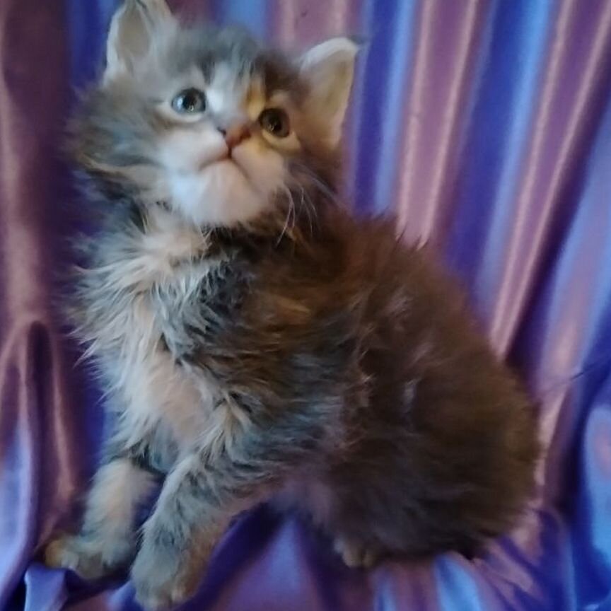 Котята мейн-кун