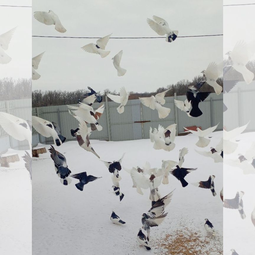 Голубь домашние