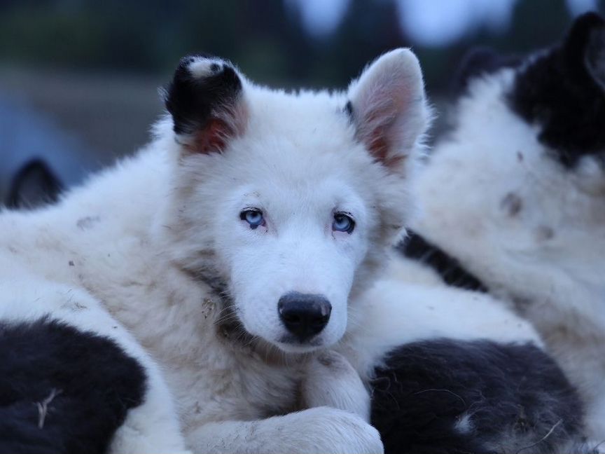 Мальчик Якутская лайка компаньон