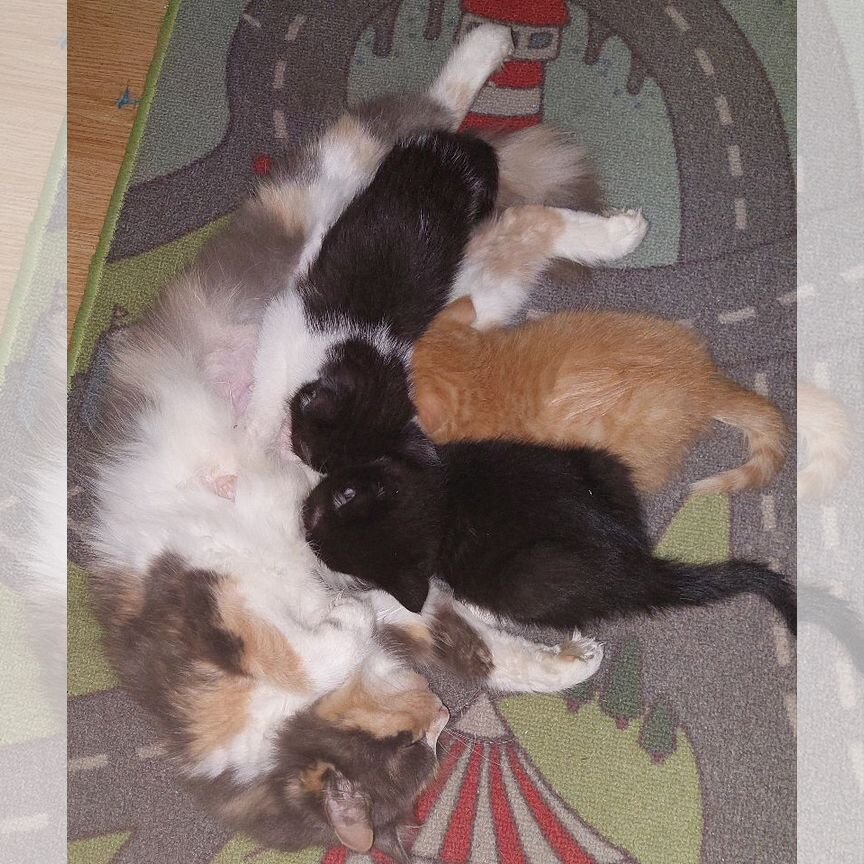 Котёнок в добрые руки