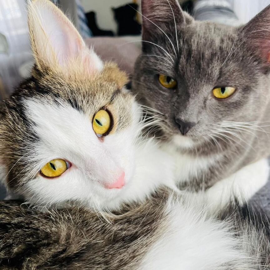 Котята стерилизованные