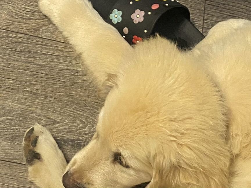 Золотистый ретривер