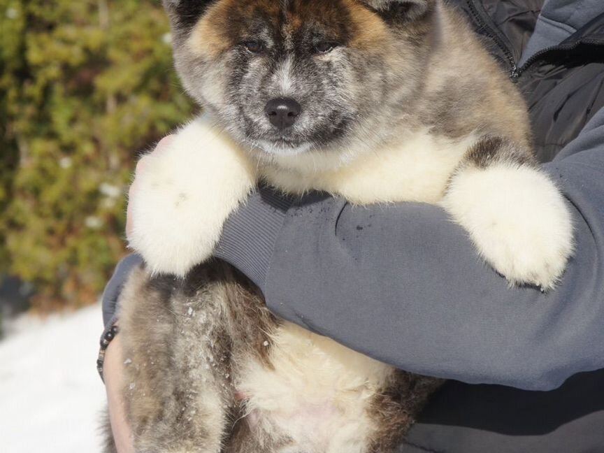 Шикарный мишка Акита ину