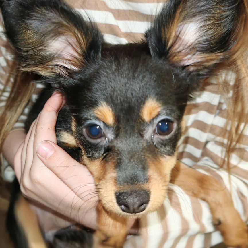 Русский той