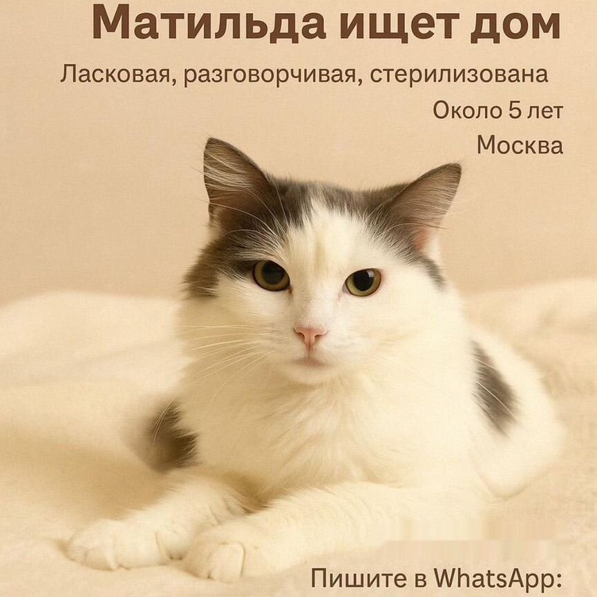 Кошка ищет дом