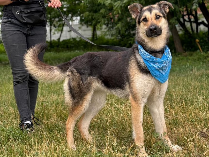 Собака Молодая Джейна