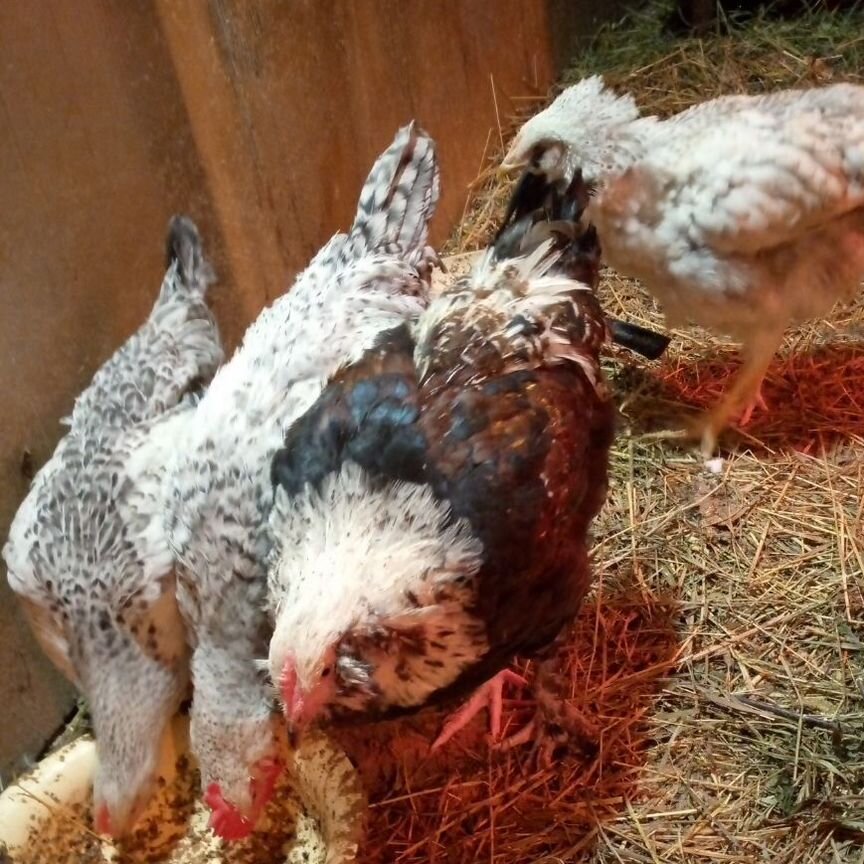 Петушки разных пород