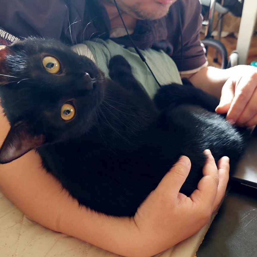 Котик в добрые руки