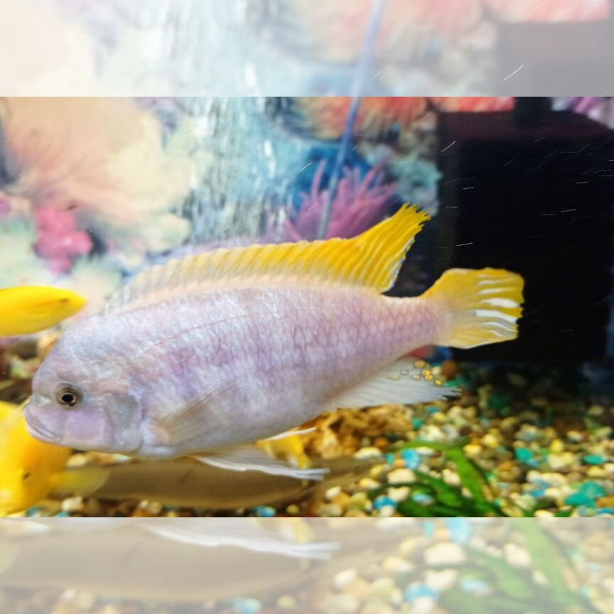 Аквариумные рыбки