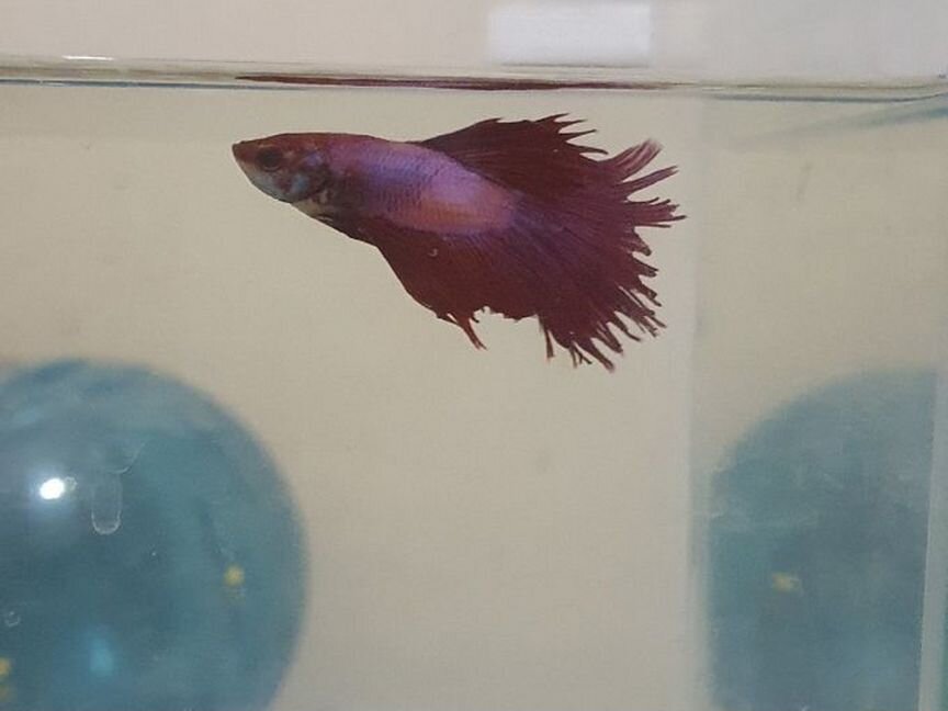 Рыбка Петушок Аркадий