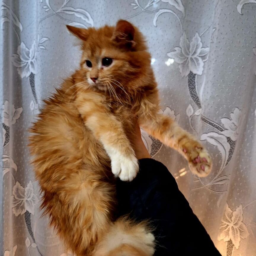 Мейн-кун красные котятки