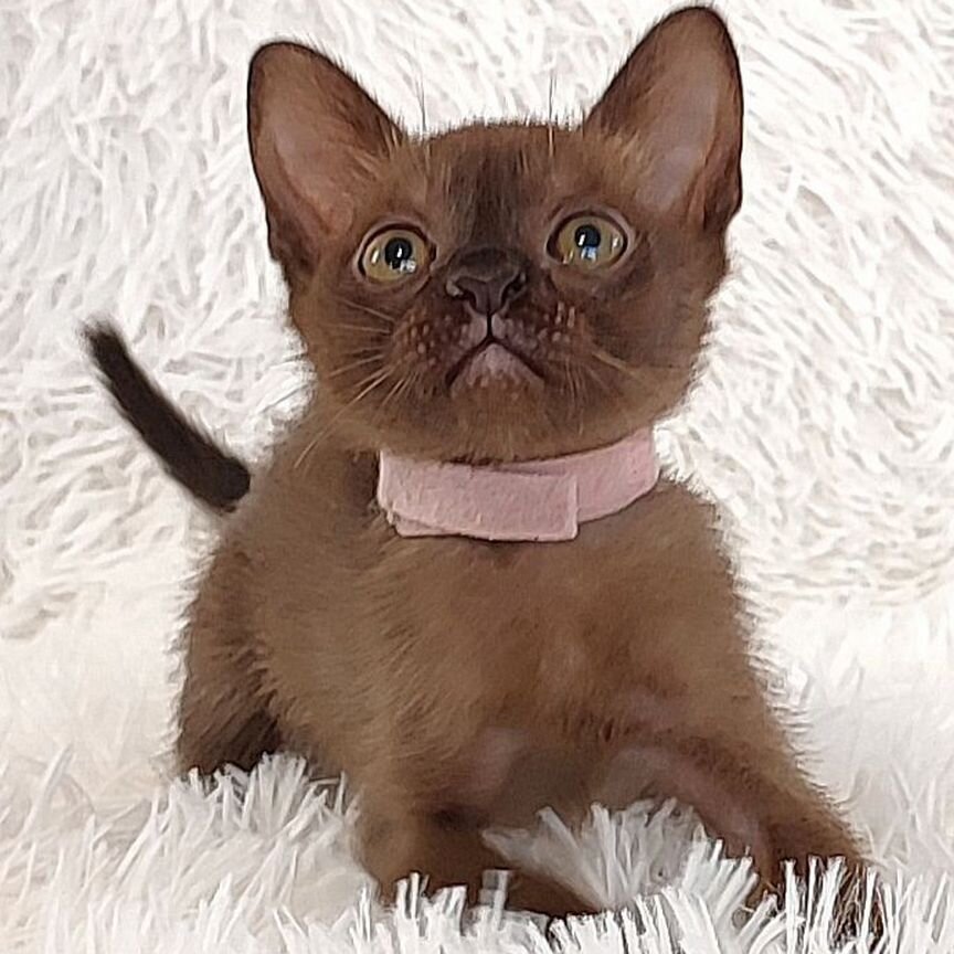 Бурманские котята, мальчики и девочки