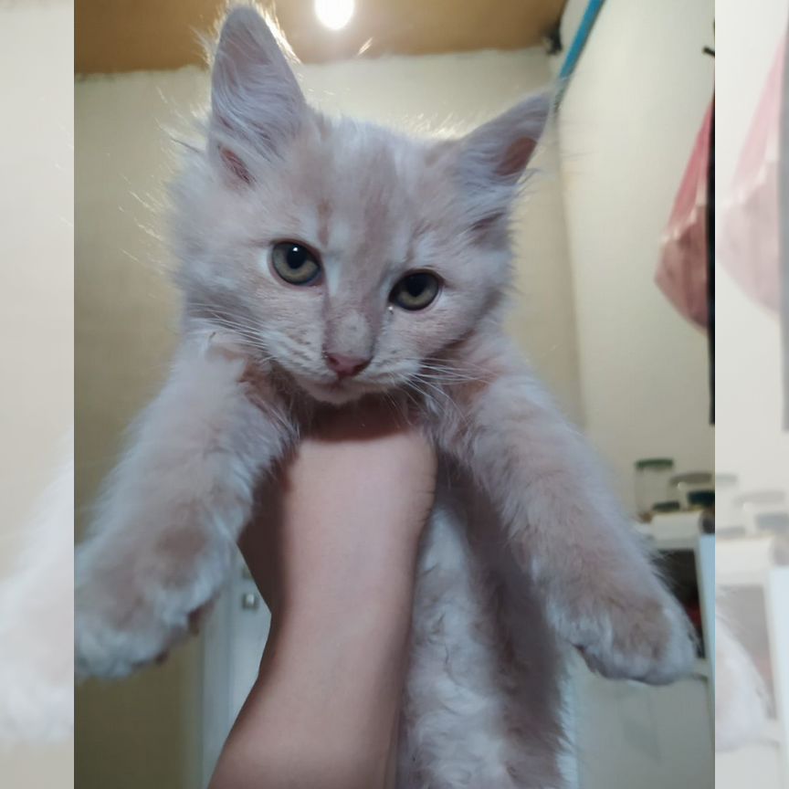 Рыжий котенок