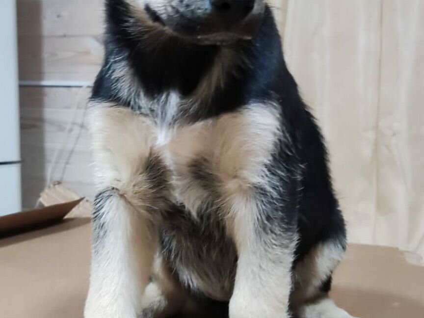 Щенок, девочка