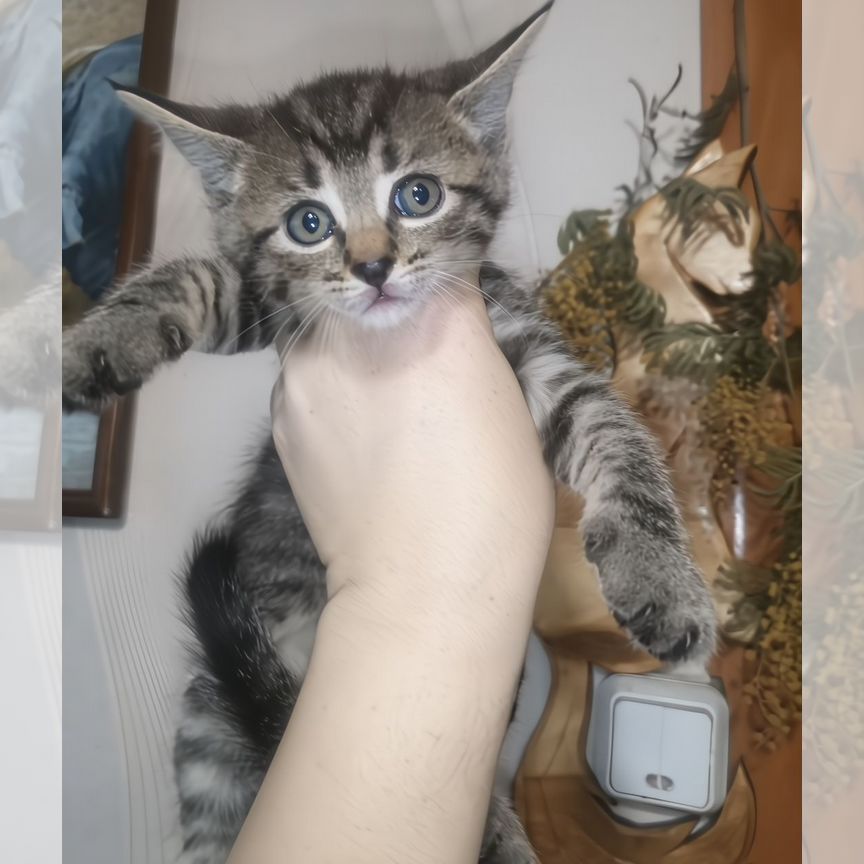 Котенок пацан