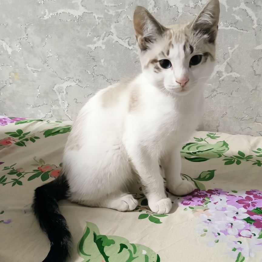 Котёнок в добрые руки