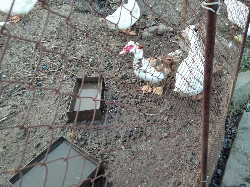 Шипуны, мускусные утки,муларды